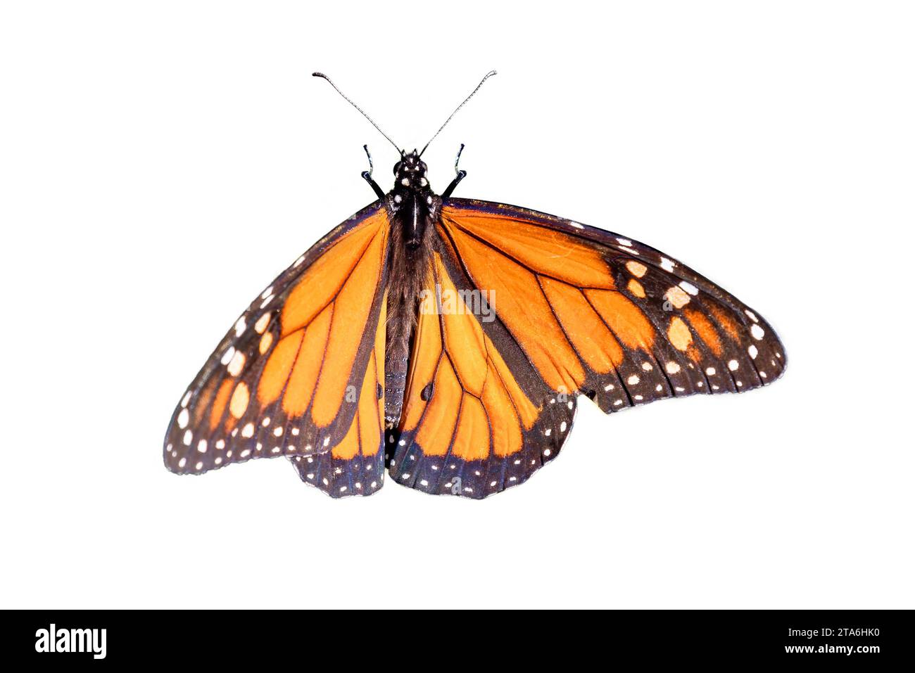 A Showy male monarch butterfly or simply monarch (Danaus plexippus ...