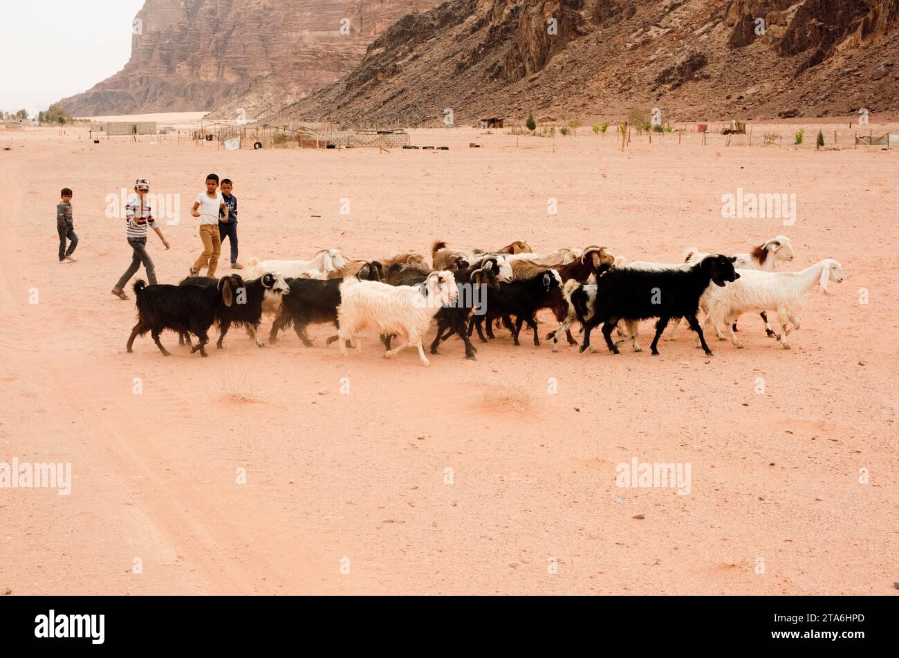 Wadi goats hi-res stock photography and images - Alamy