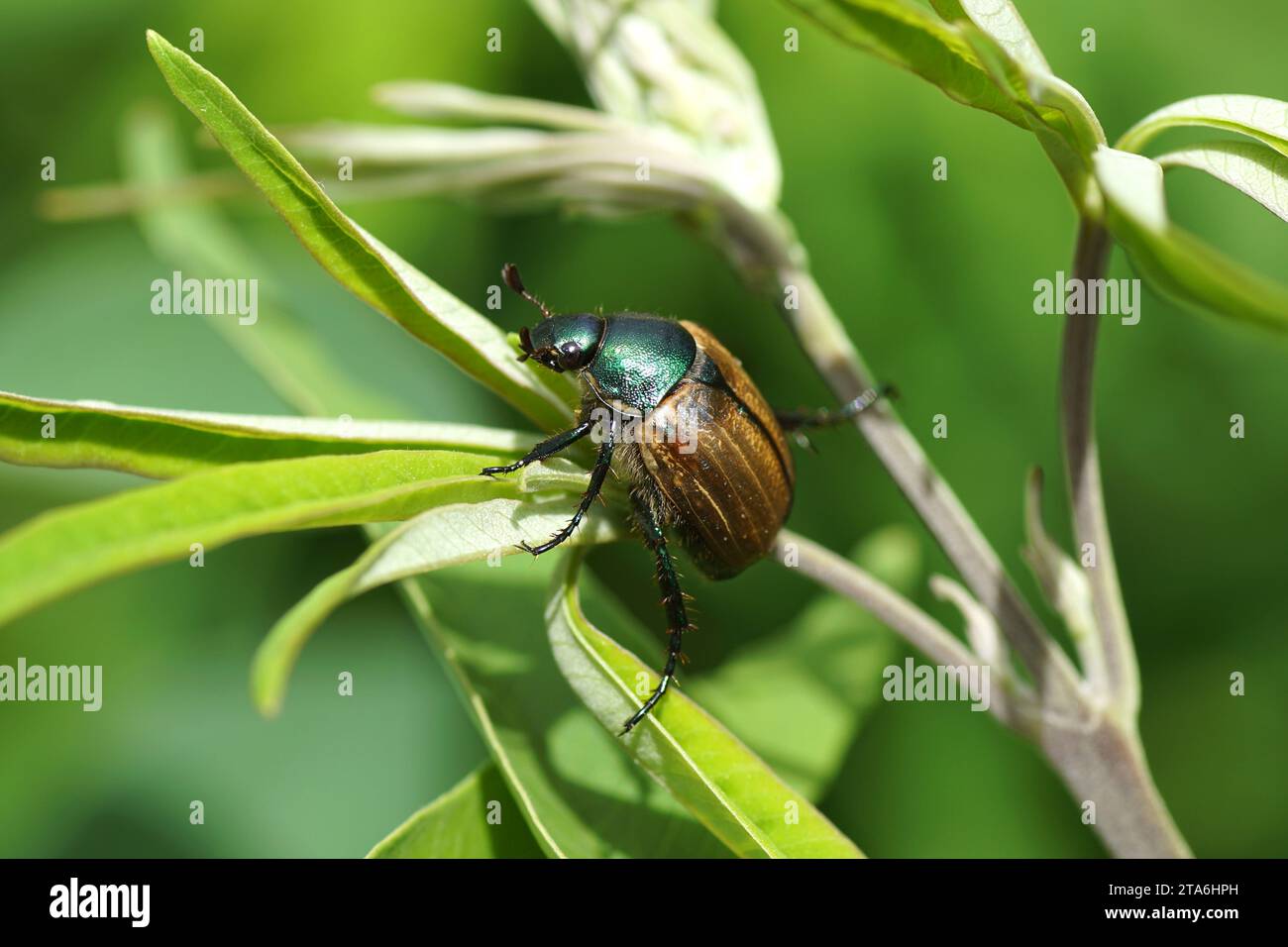 Dune chafer (Anomala dubia). Family Scarabs, scarab beetles ...