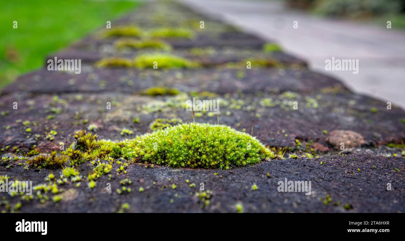 Clump of moss hi-res stock photography and images - Alamy