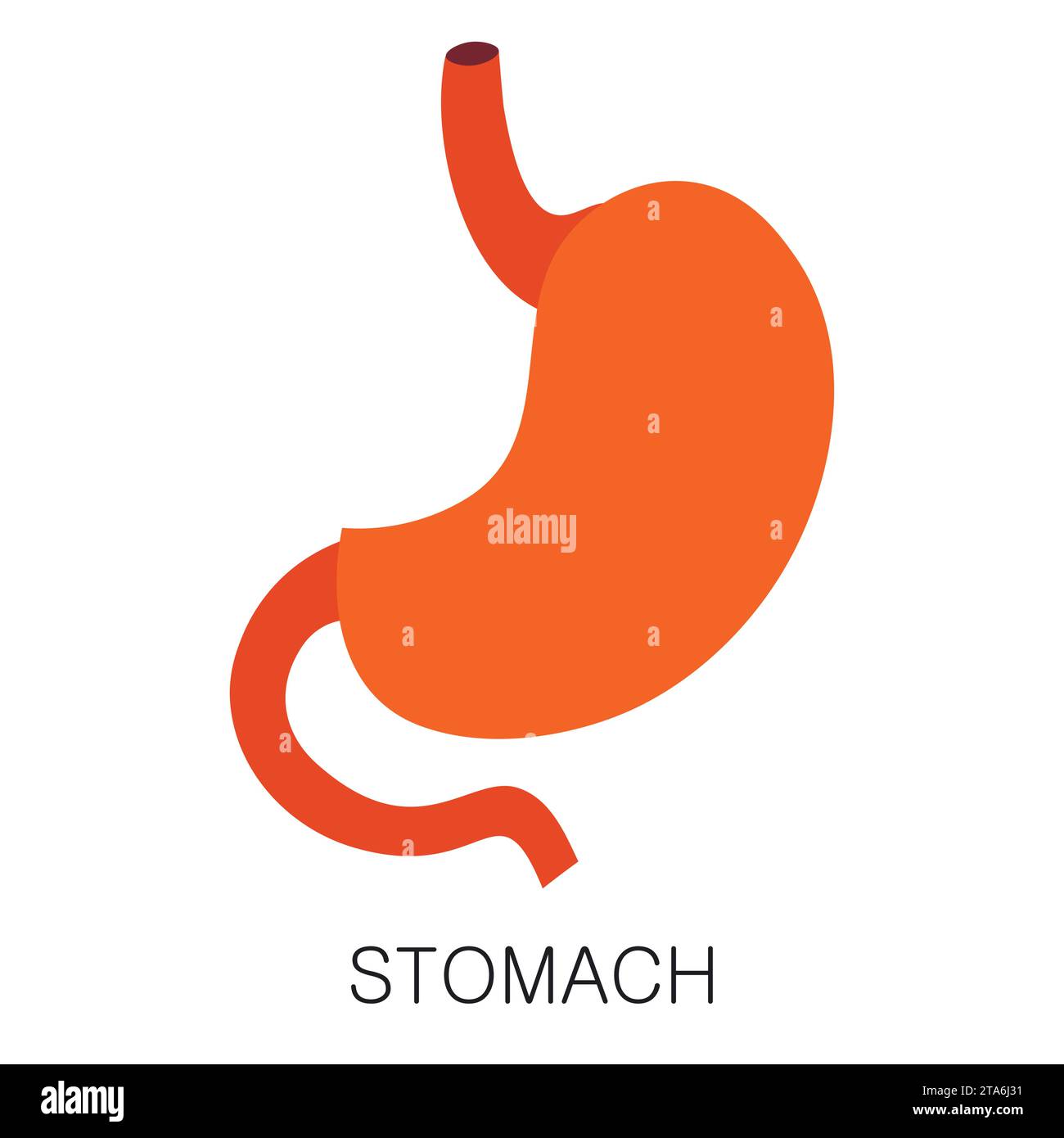 Stomach icon in flat style isolated on white background. Human anatomy ...