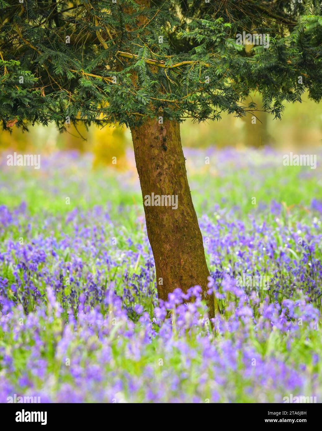 Bluebell woodland scene in spring Dorset UK Stock Photo - Alamy