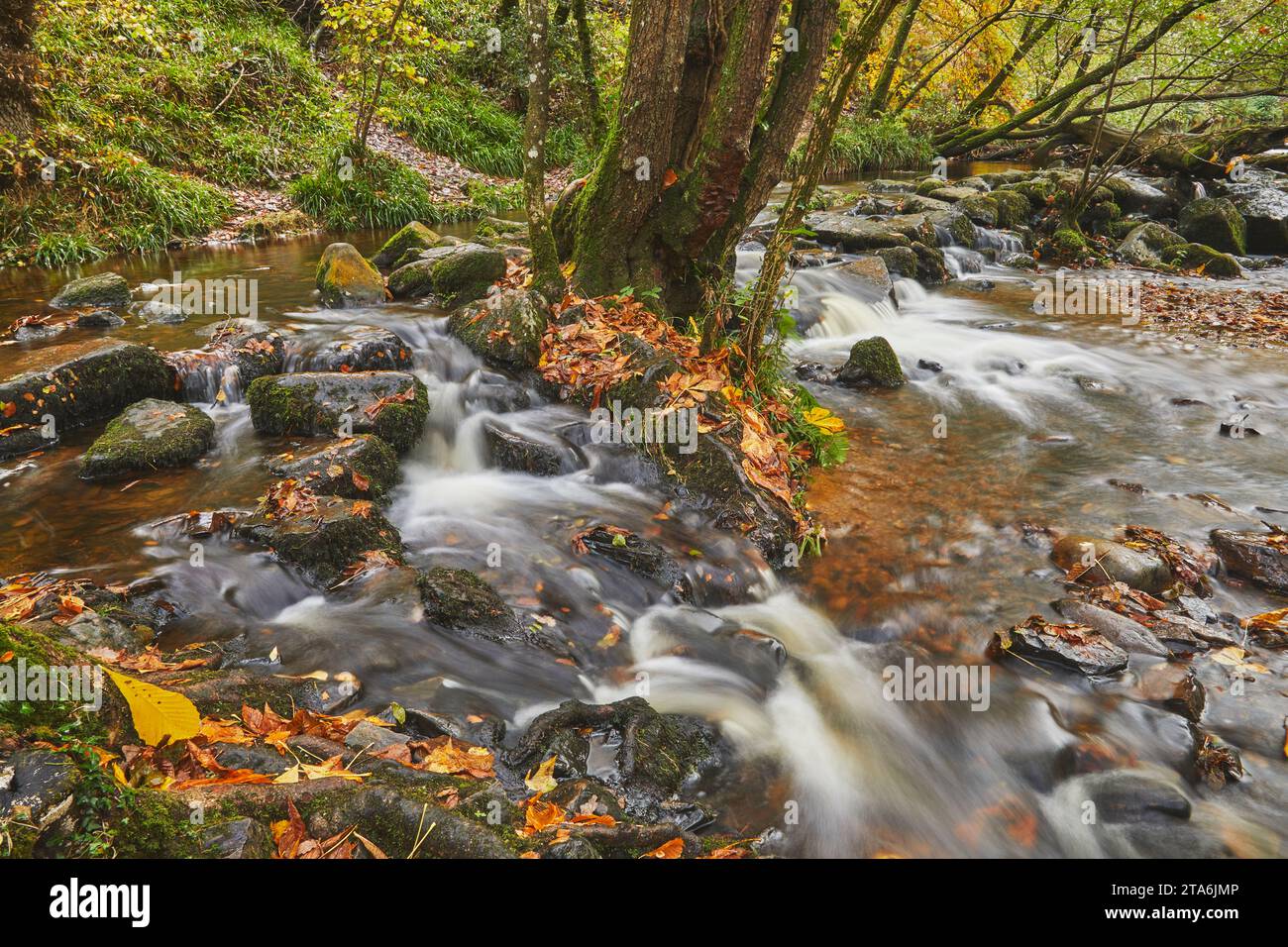 Golden autumn leaves fallen beside the rushing River Teign, in ancient ...