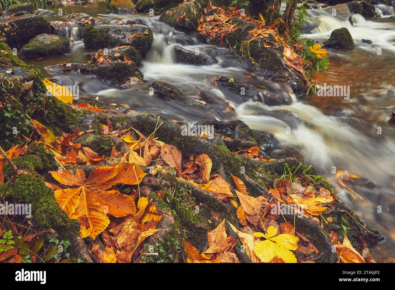 Golden autumn leaves fallen beside the rushing River Teign, in ancient ...