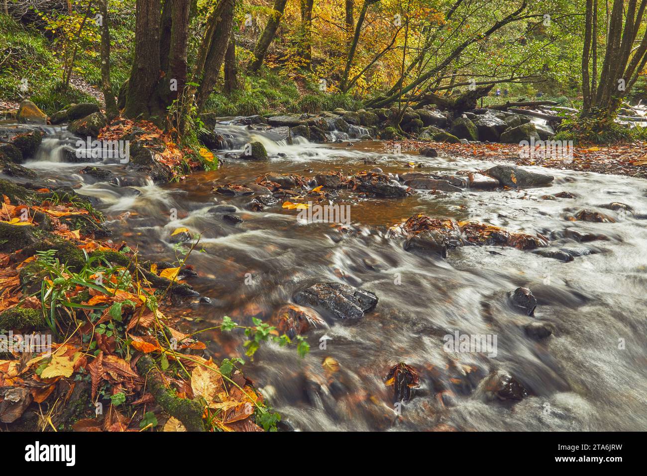 Golden autumn leaves fallen beside the rushing River Teign, in ancient ...