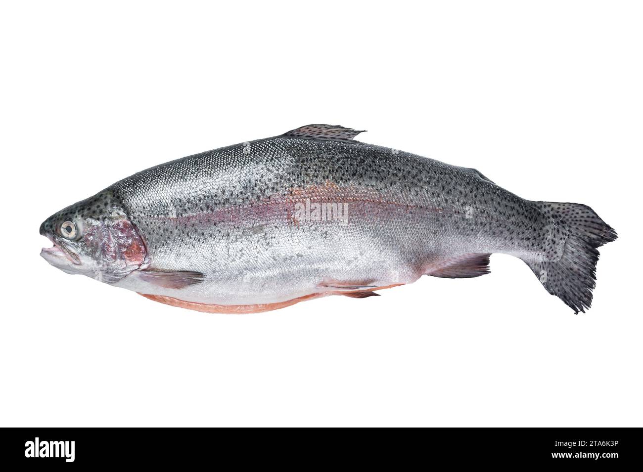 Raw trout silver fish on a kitchen table. Isolated, white background ...