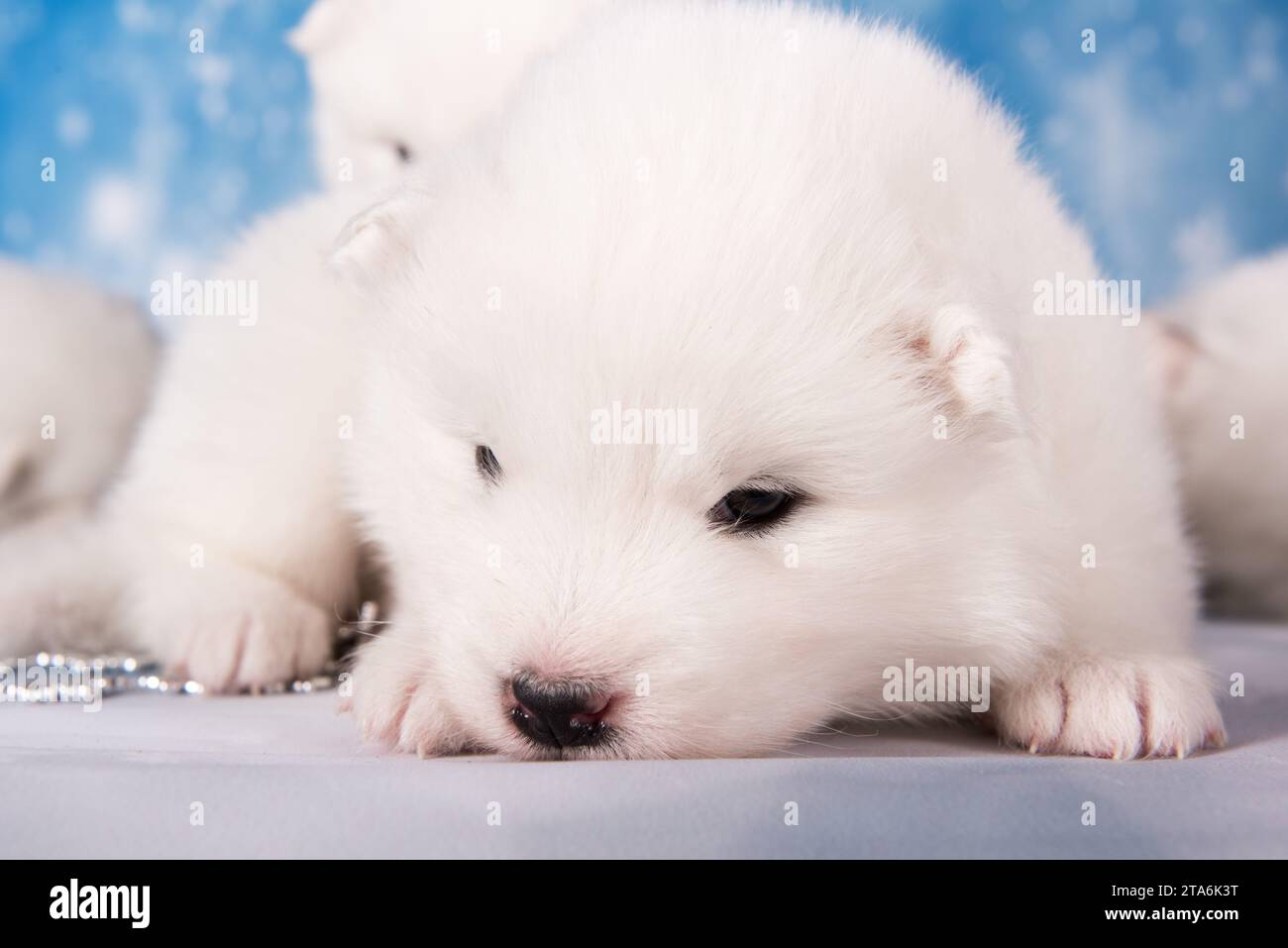 White fluffy small Samoyed puppy dog is sleeping on white background ...