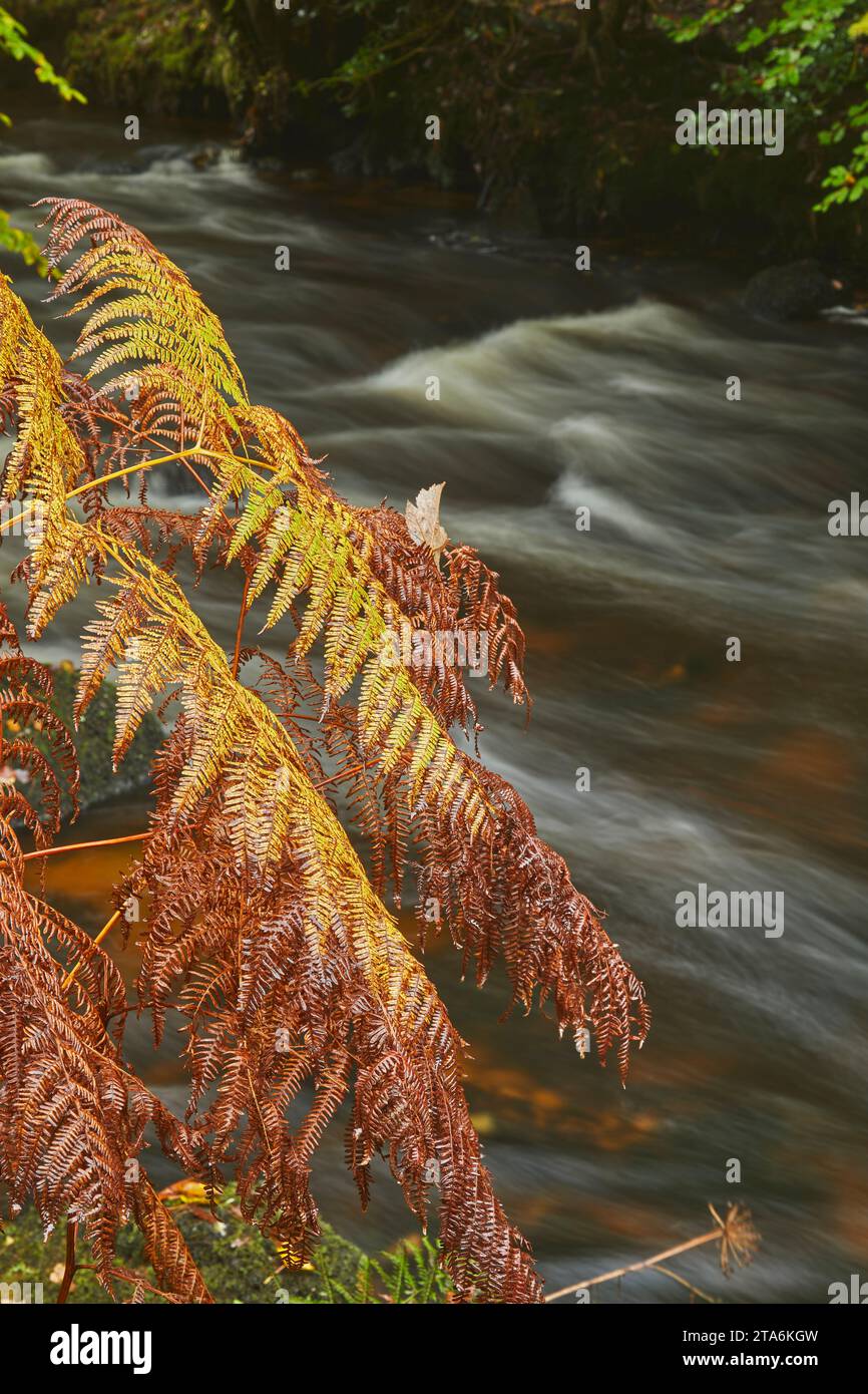 Dead autumn bracken fronds in woodland overhanging the River Teign ...