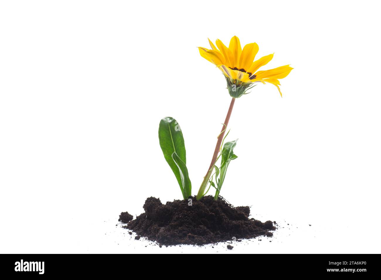 Yellow leaves grow on Cut Out Stock Images & Pictures - Alamy