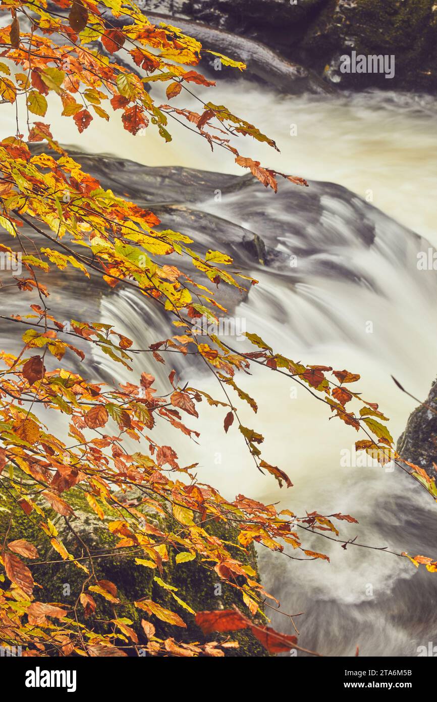 Autumn colours of a young beech tree (Fagus sylvatica), leaning over a ...