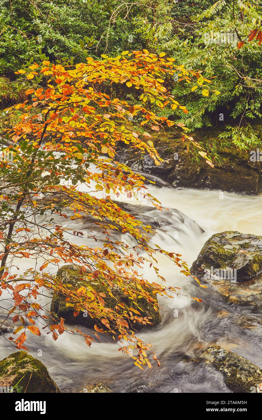 Autumn colours of a young beech tree (Fagus sylvatica), leaning over a ...