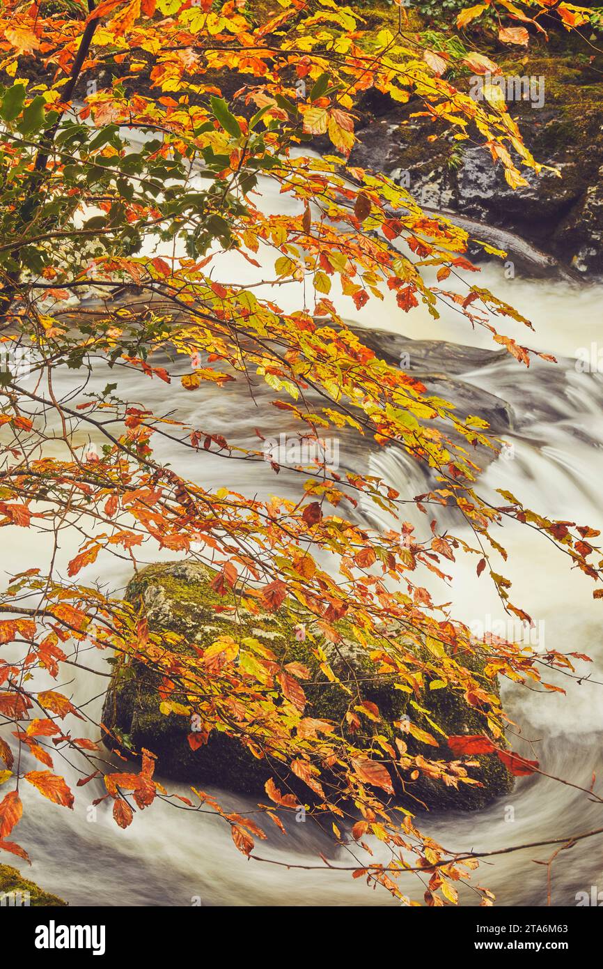 Autumn colours of a young beech tree (Fagus sylvatica), leaning over a ...