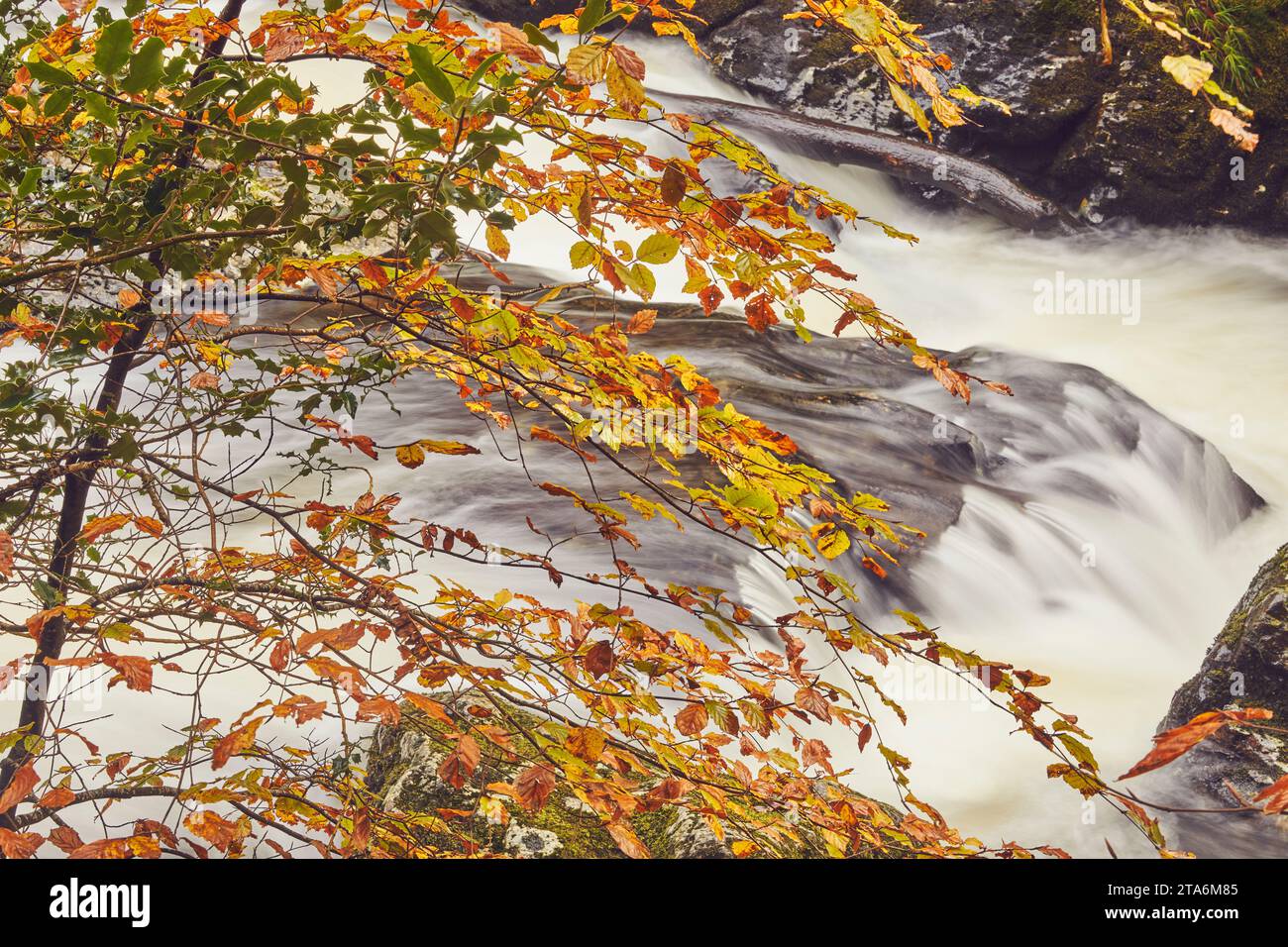 Autumn colours of a young beech tree (Fagus sylvatica), leaning over a ...