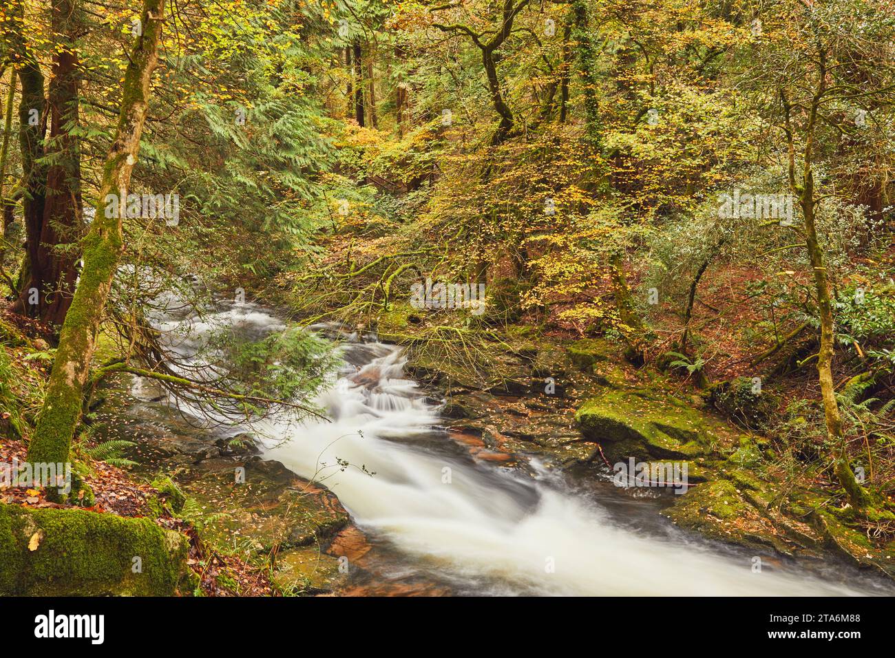 A woodland river pouring through wood draped in autumn colours; the ...