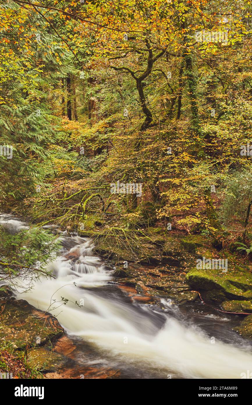 A woodland river pouring through wood draped in autumn colours; the ...