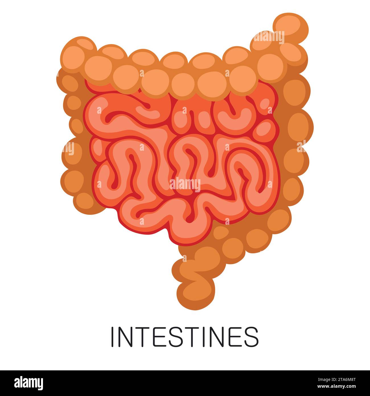 Intestines icon in flat style isolated on white background. Human ...