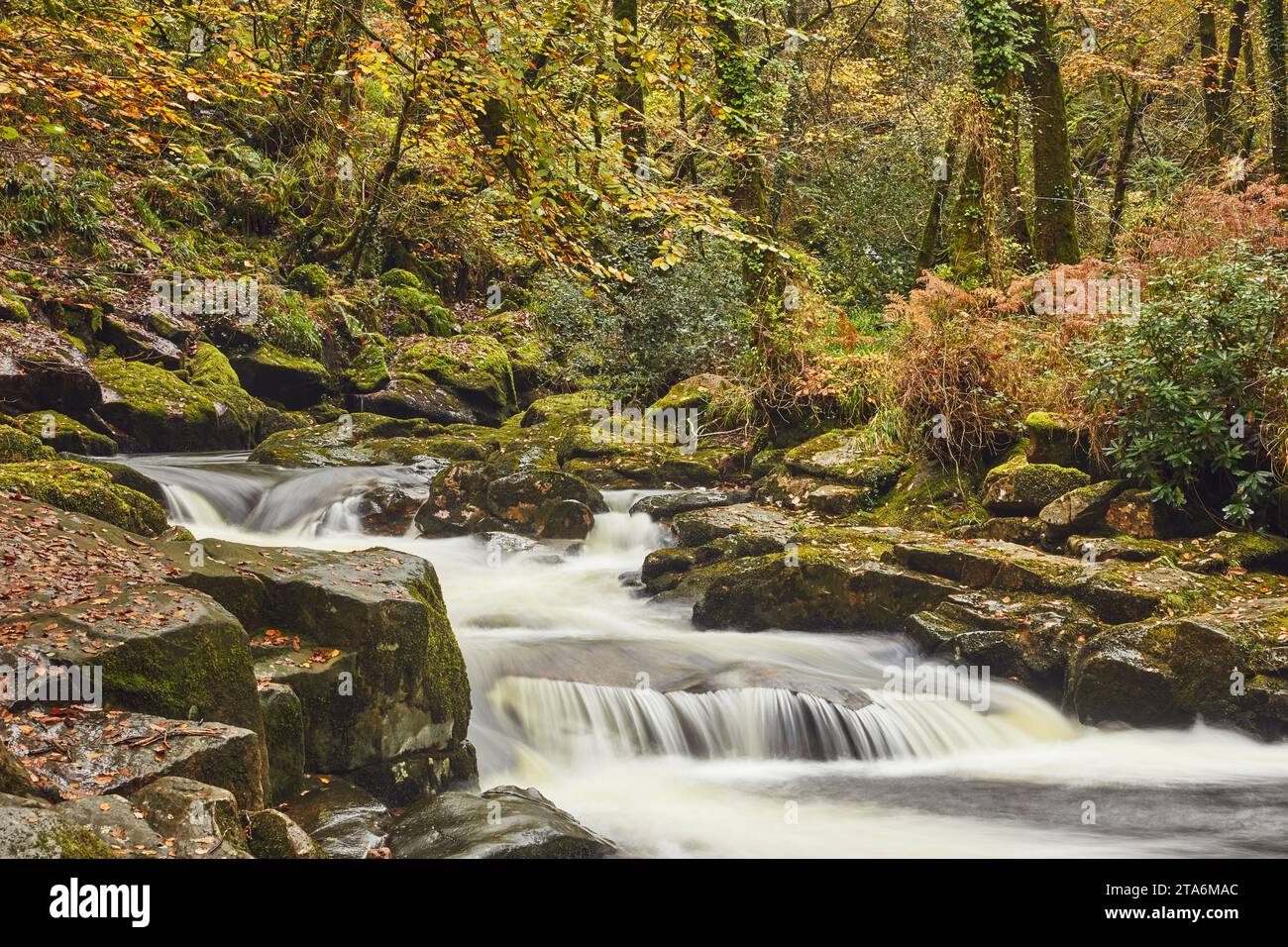 A woodland river pouring through wood draped in autumn colours; the ...