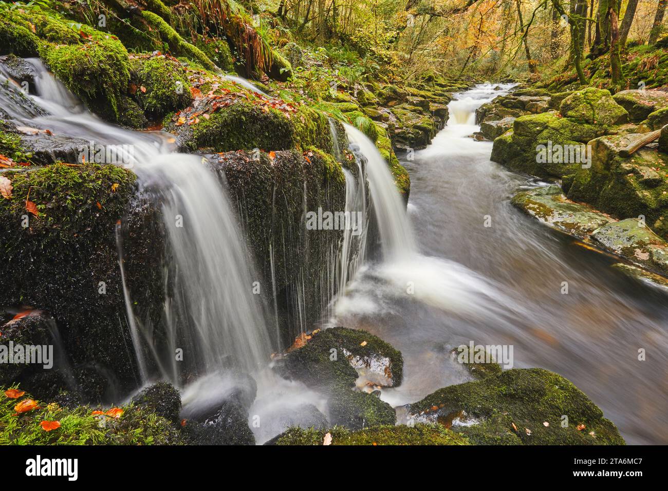 A small waterfall pouring into a woodland river; Erme Woods and the ...