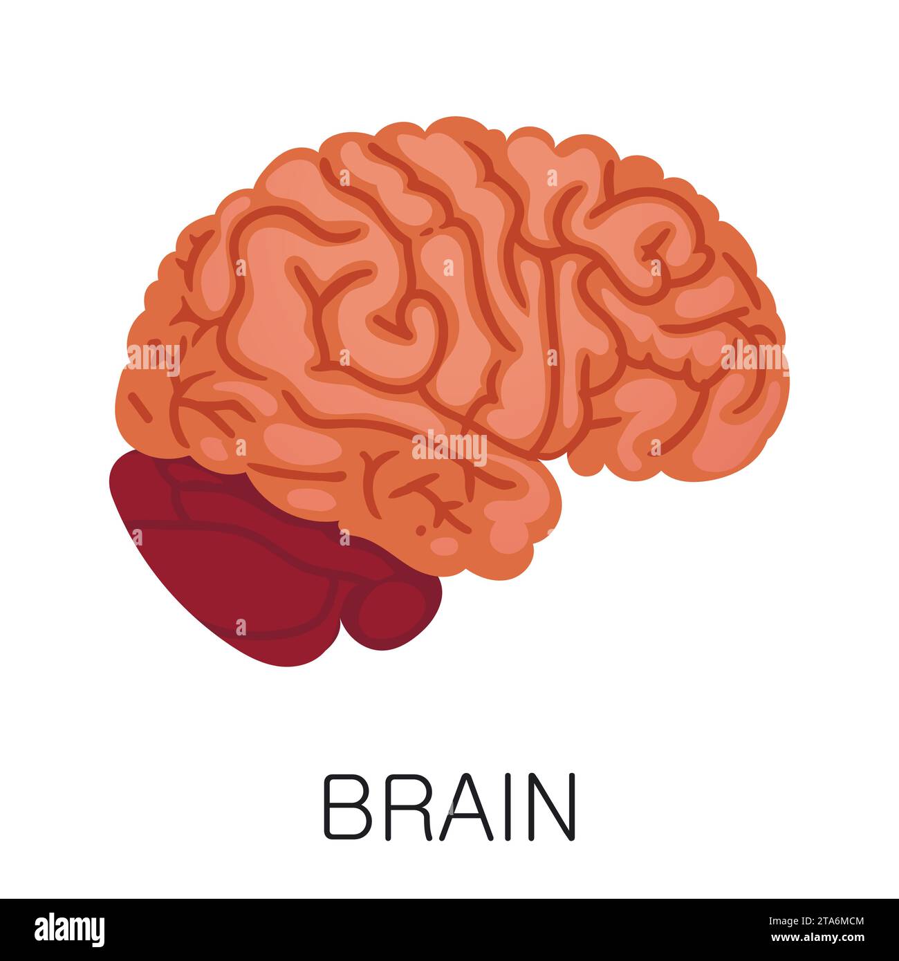 Brain icon in flat style isolated on white background. Human anatomy ...
