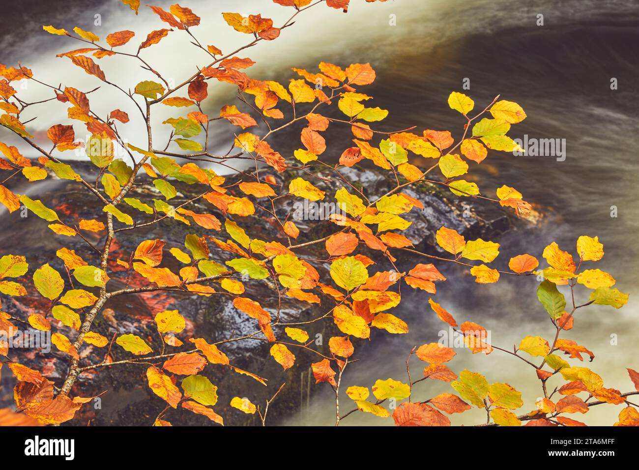 Autumn colours of a young beech tree (Fagus sylvatica), leaning over a ...