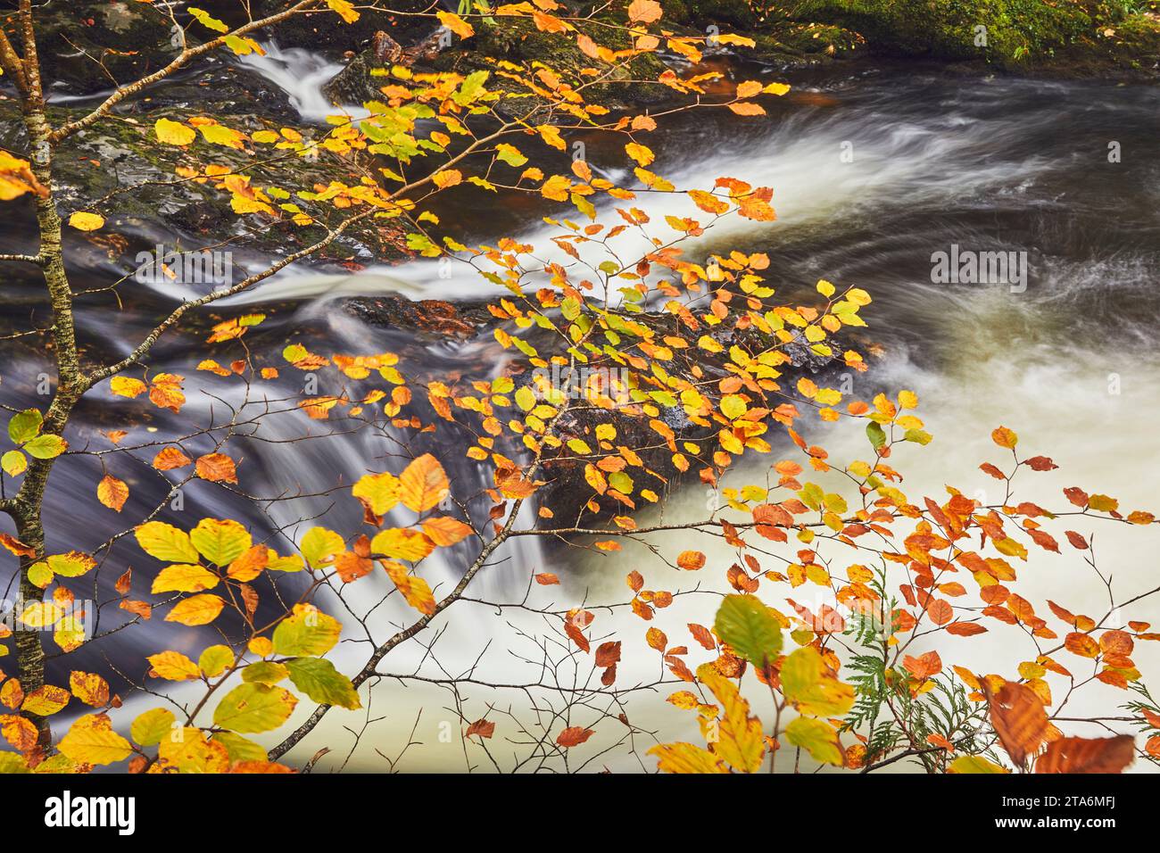 Autumn colours of a young beech tree (Fagus sylvatica), leaning over a ...