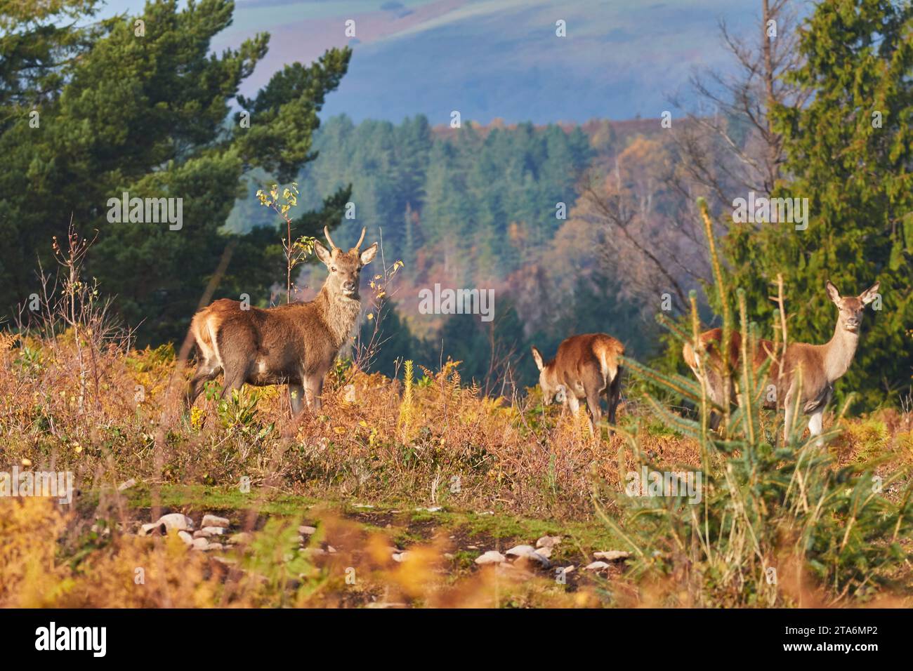 Female Red Deer (Cervus elaphus) with a young stag, in autumnal ...