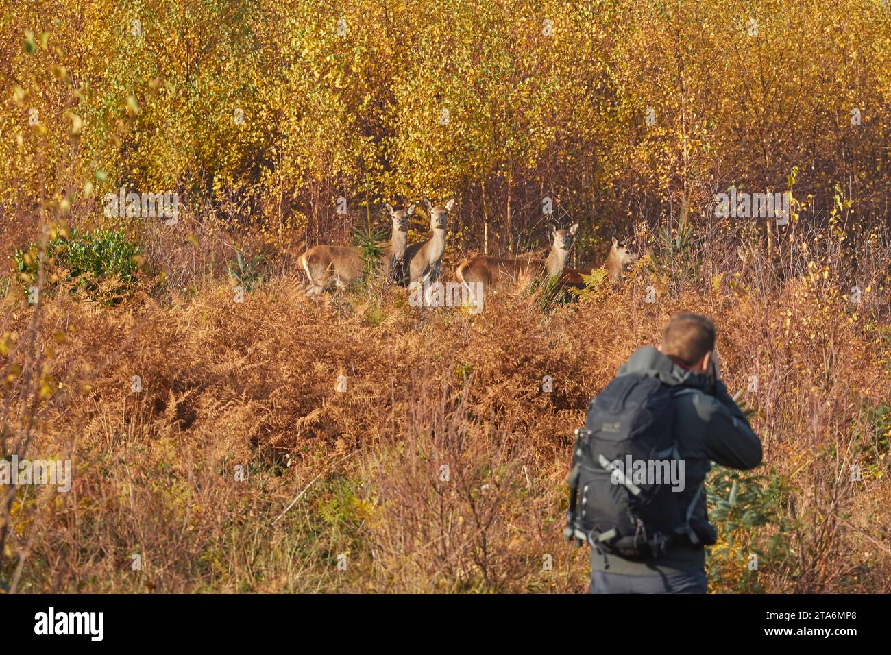Photographing Red Deer (Cervus elaphus) in countryside near Dunster ...