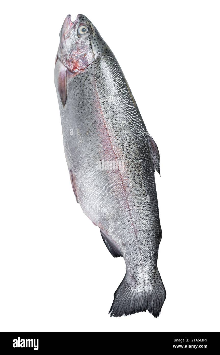 Raw trout silver fish on a kitchen table. Isolated, white background ...