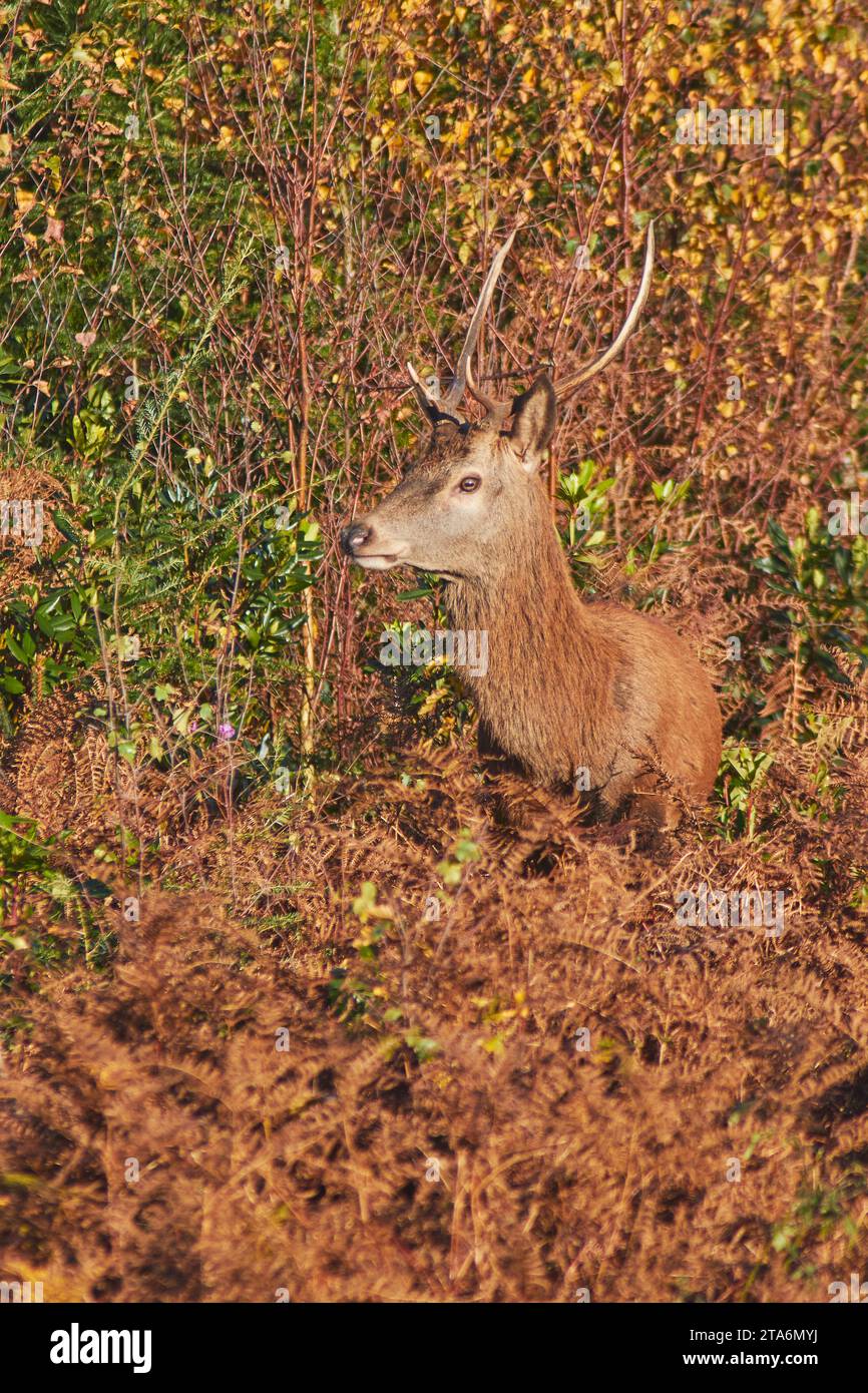A young Red Deer stag (Cervus elaphus) in autumnal countryside on ...