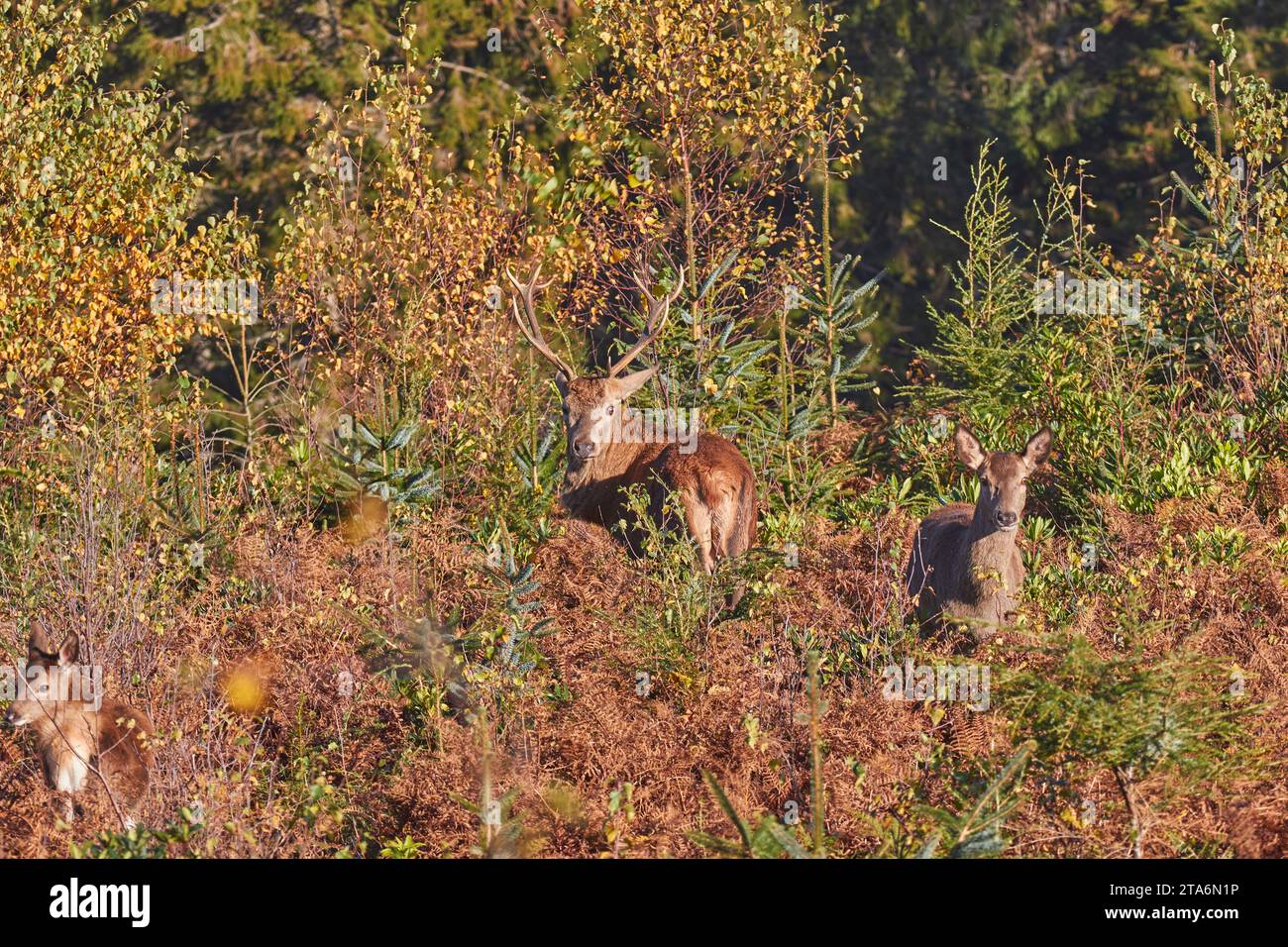 Female Red Deer (Cervus elaphus) with a young stag, in autumnal ...