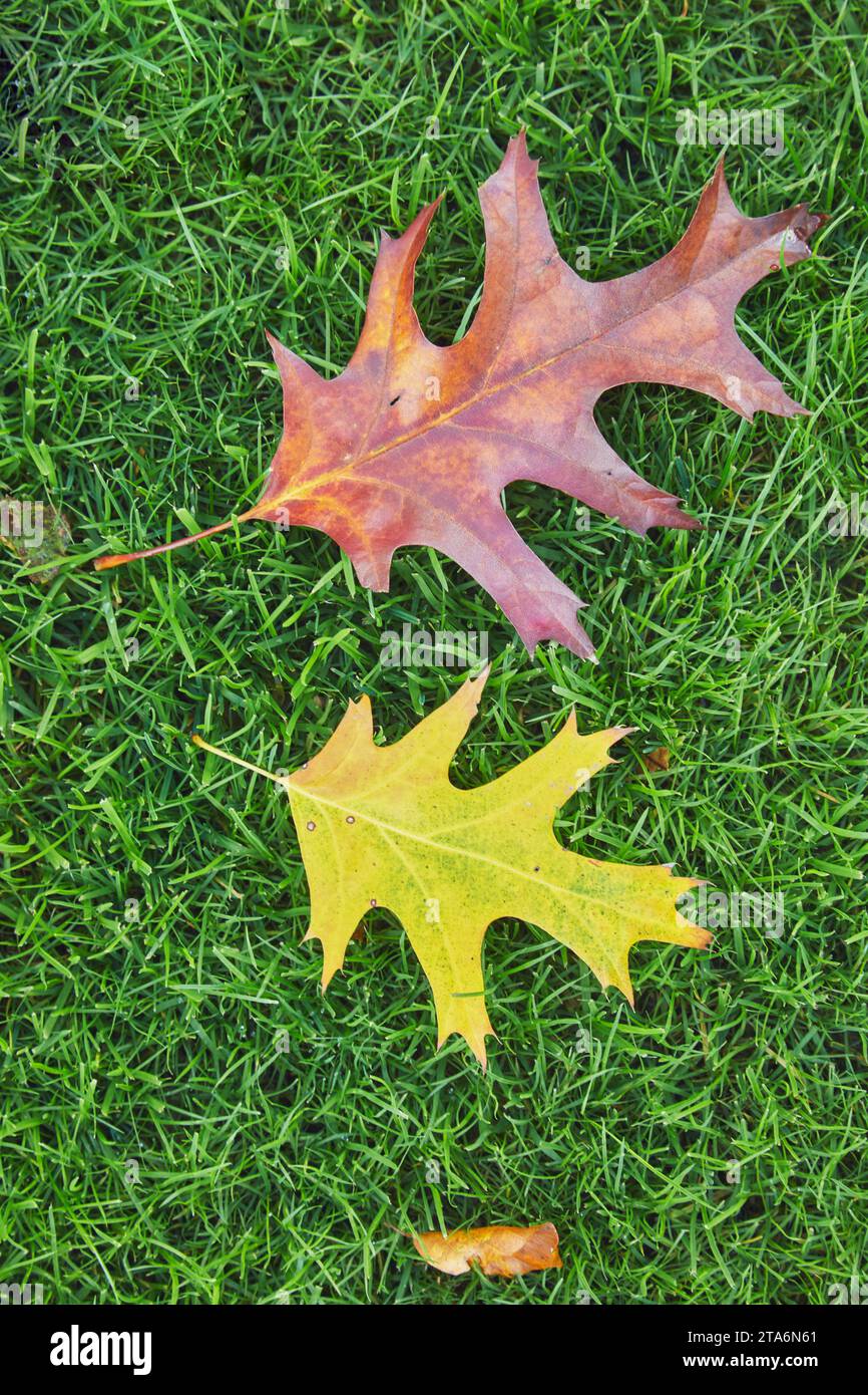 Autumnal fallen Shumard Oak leaves (Quercus shumardii), lying on a bed ...