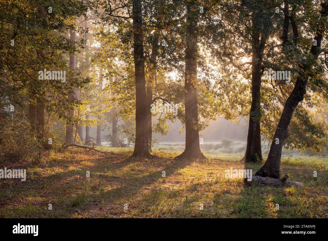 Brings warmth hi-res stock photography and images - Alamy