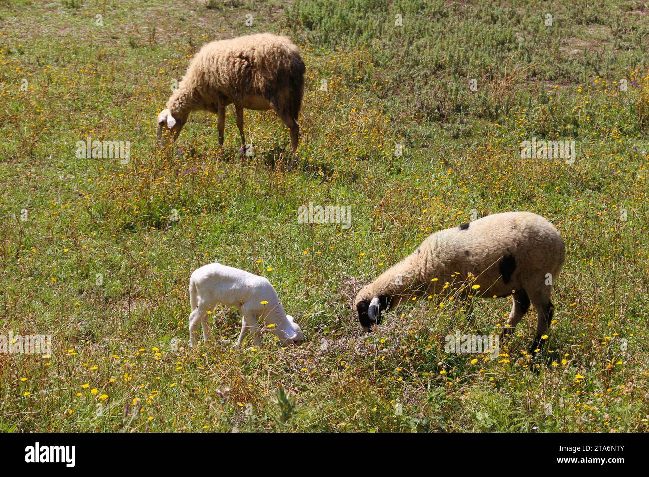 Adult sheep hi-res stock photography and images - Alamy