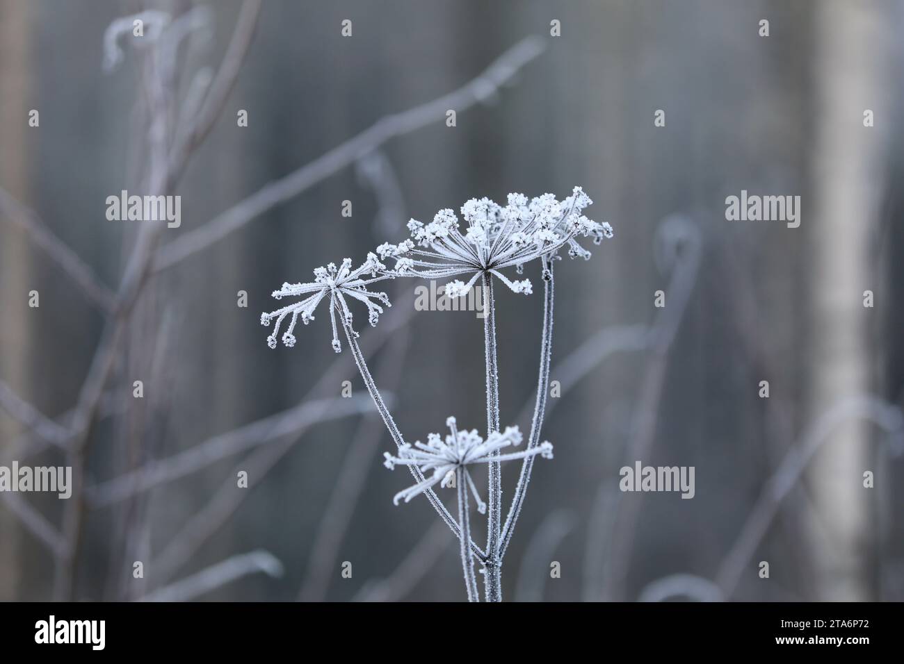 Anthriscus sylvestris hoar frost hi-res stock photography and images ...