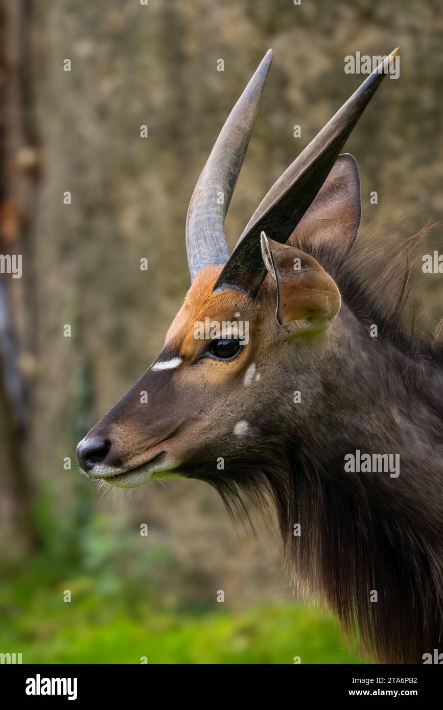 Lowland Nyala - Tragelaphus angasii, portrait of beautiful large forest ...