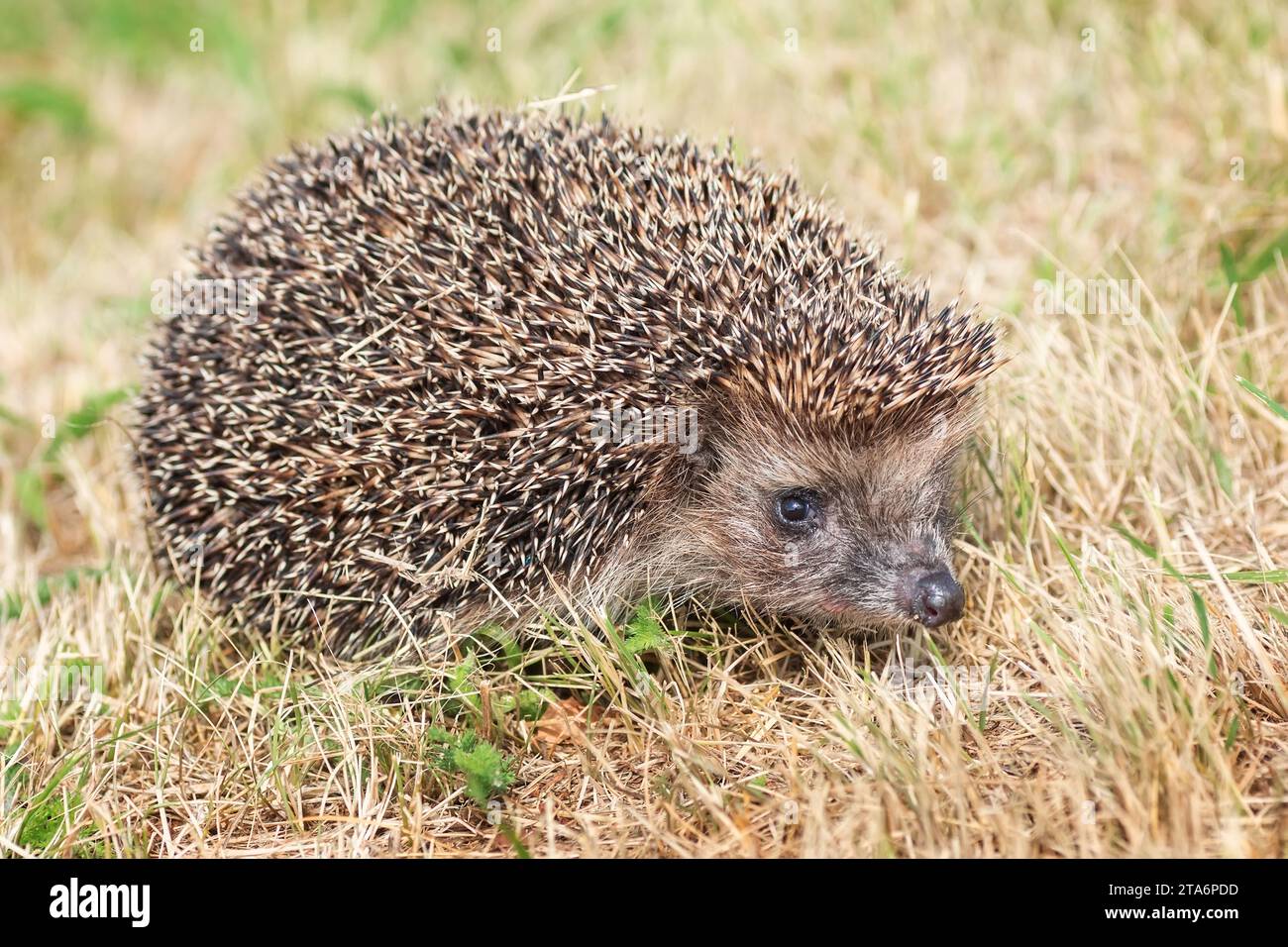 Hedgehog, (Scientific name: Erinaceus europaeus) Wild, native, European ...