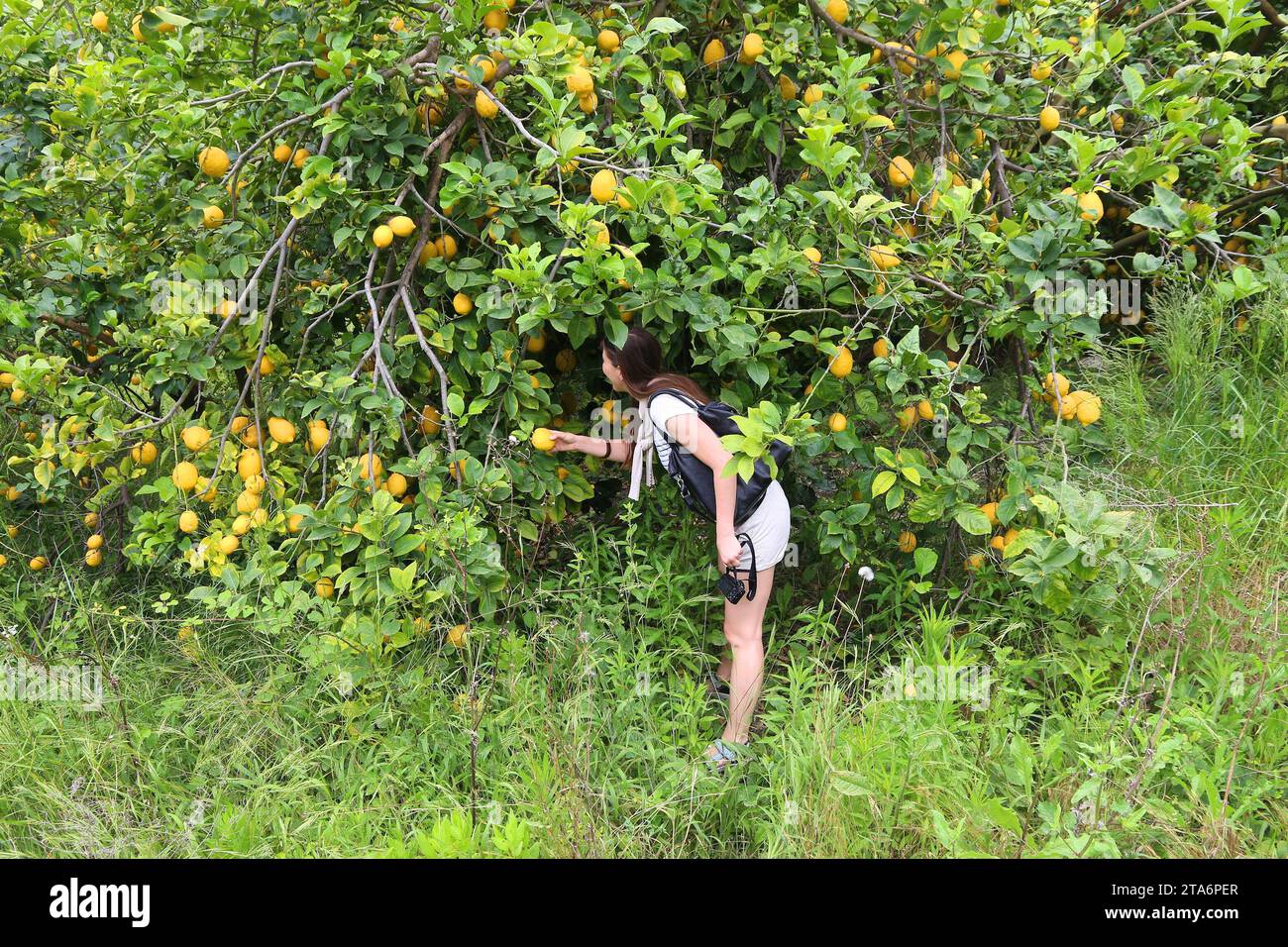 Tourist admiring large lemons in an abandoned lemon tree grove in Corfu ...