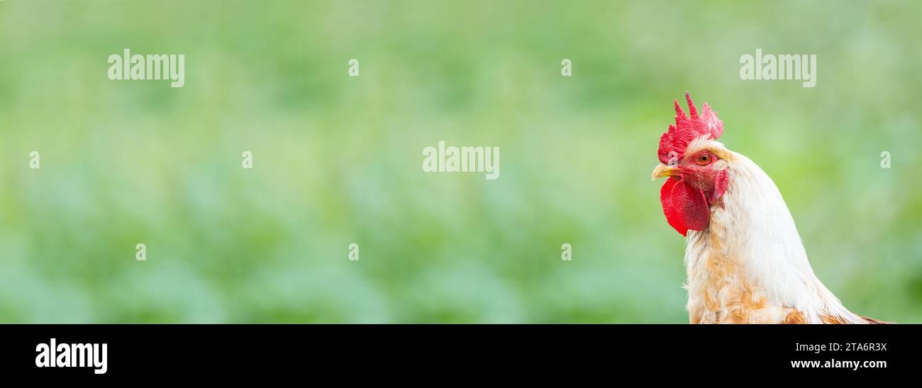 Beautiful Rooster standing on the grass in blurred nature green ...
