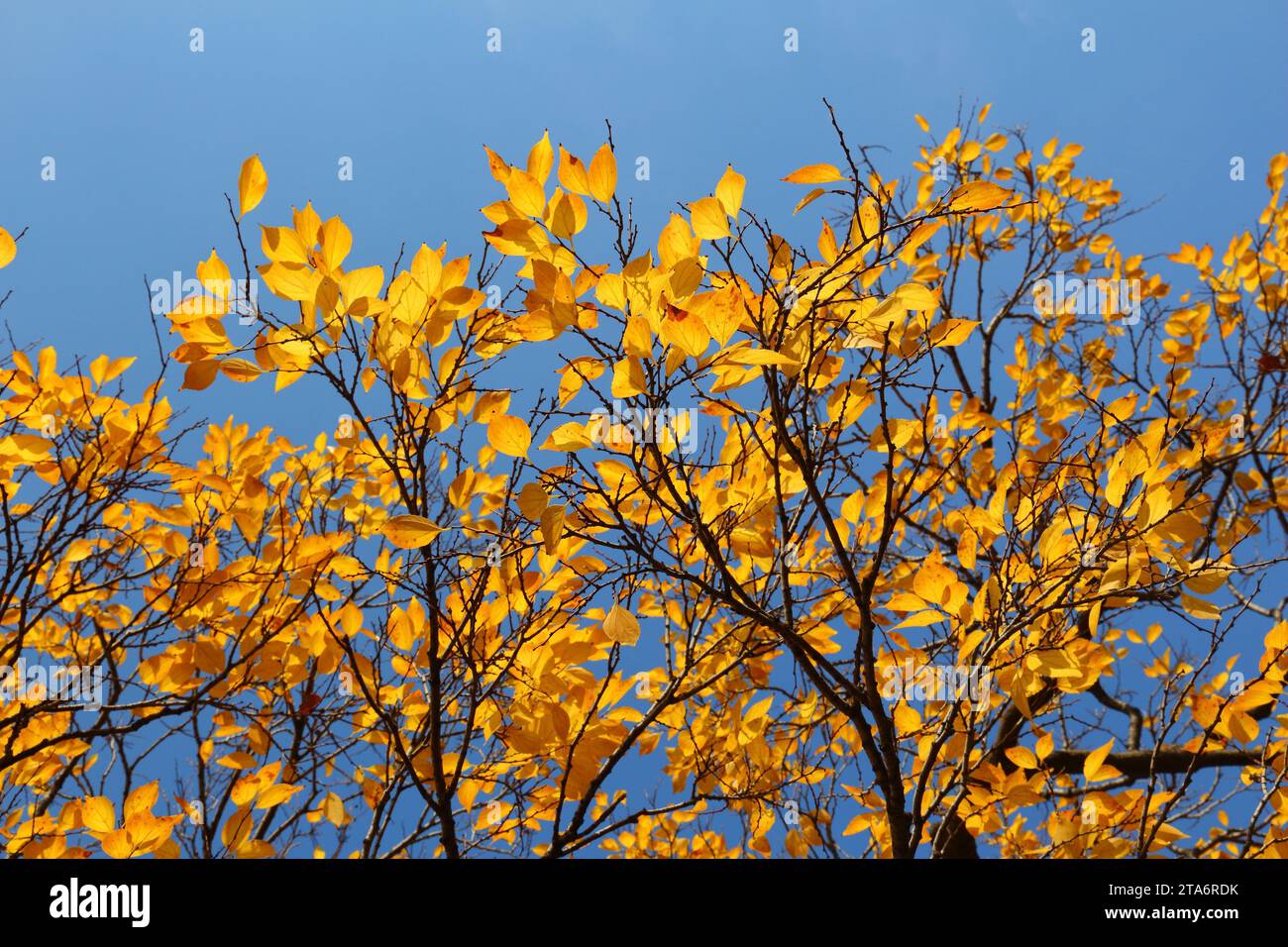 Japanese hackberry tree (Celtis sinensis) autumn leaves. Yellow leaves ...