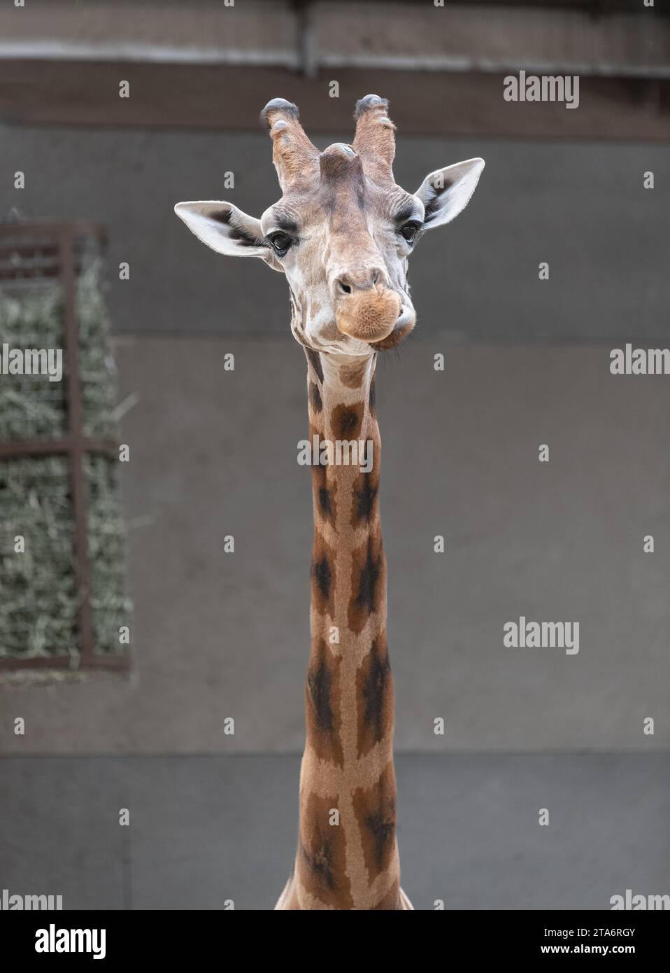 Giraffe inside hi-res stock photography and images - Alamy