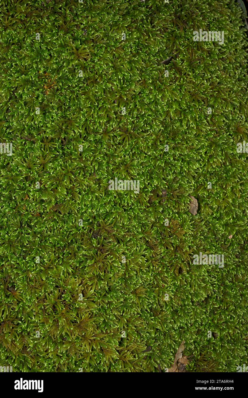 background of phosphorescent green leafy moss with details of its ...