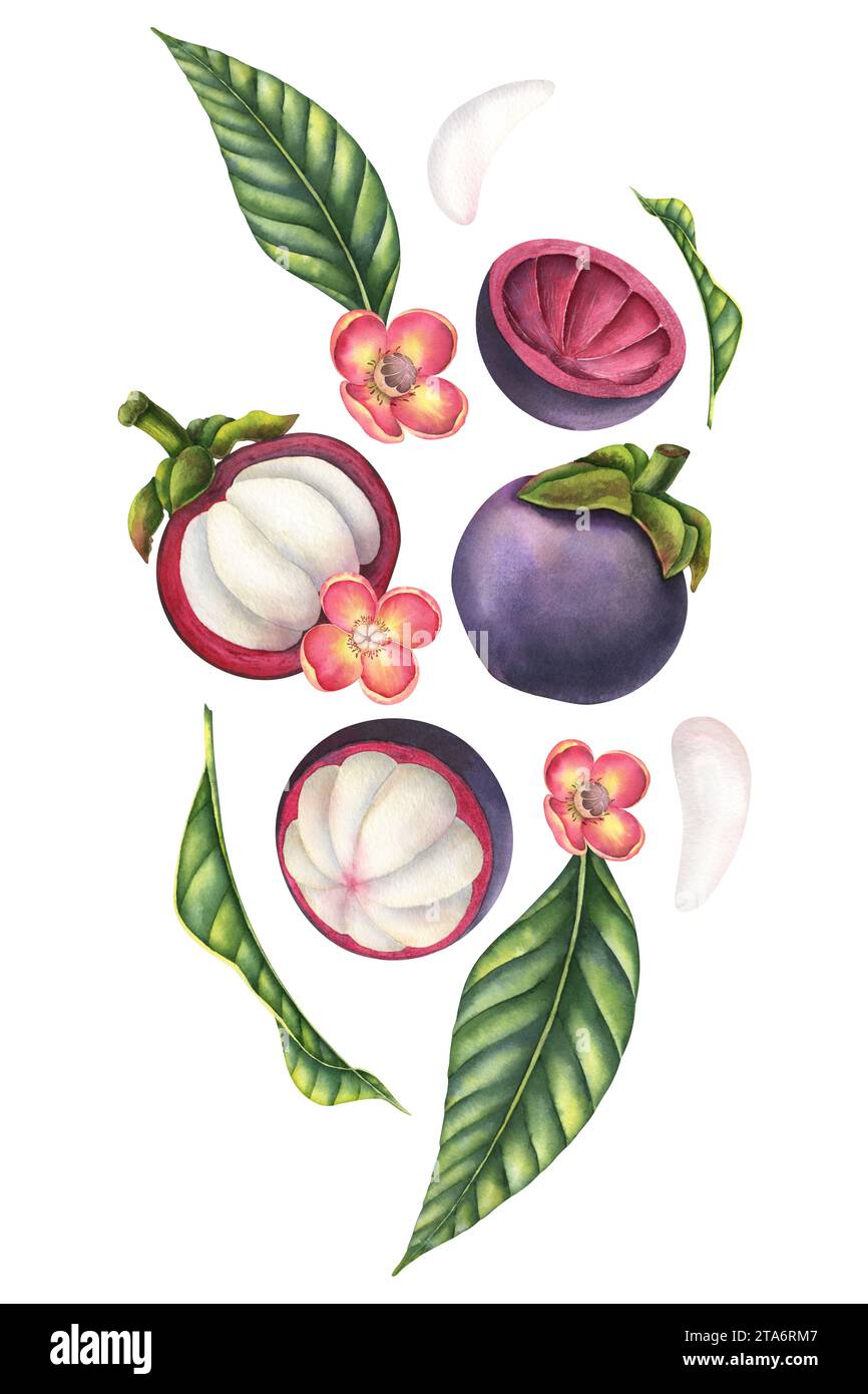 Mangosteen watercolor illustration. Hand drawn dynamic composition with ...