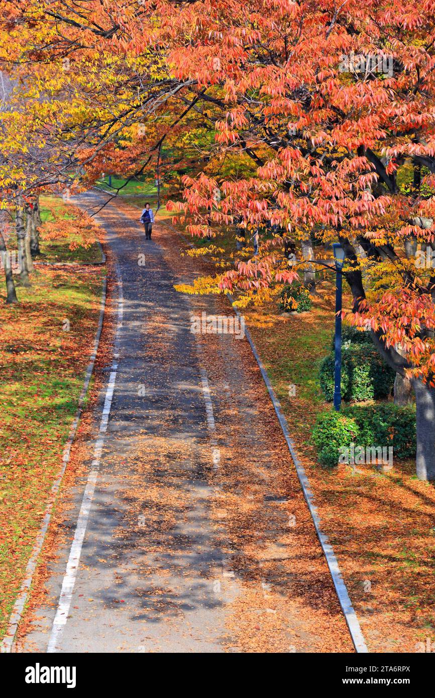 Osaka autumn park - O River cherry trees with red foliage Stock Photo ...