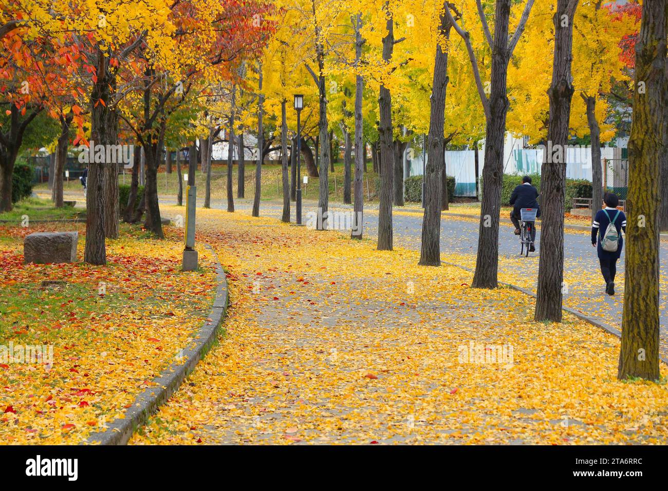 Autumn ginkgo osaka castle osaka hi-res stock photography and images - Alamy