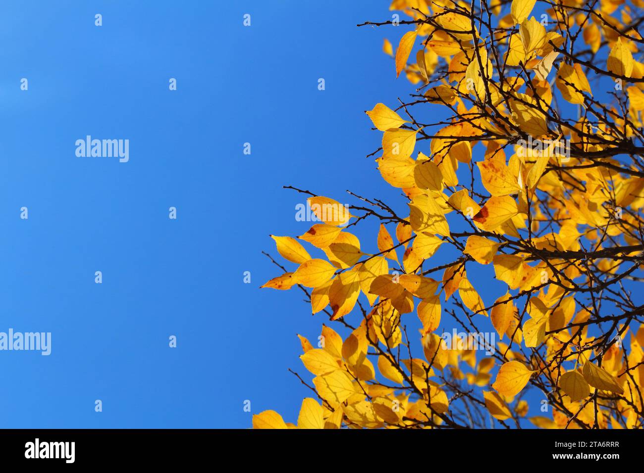 Japanese hackberry tree (Celtis sinensis) autumn leaves. Yellow leaves ...