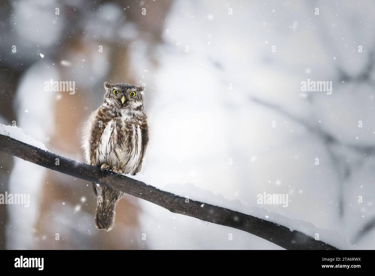 Eurasian pygmy owl, glaucidium passerinum, sitting on branch in winter ...