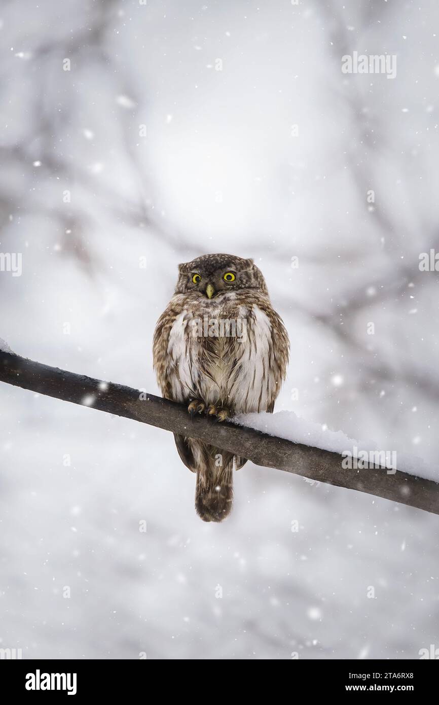 Snowy bough hi-res stock photography and images - Alamy