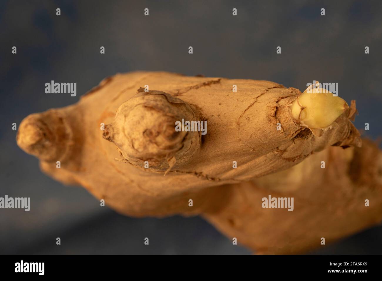 Dramatic close up food ingredient / spice portrait still life of root ...