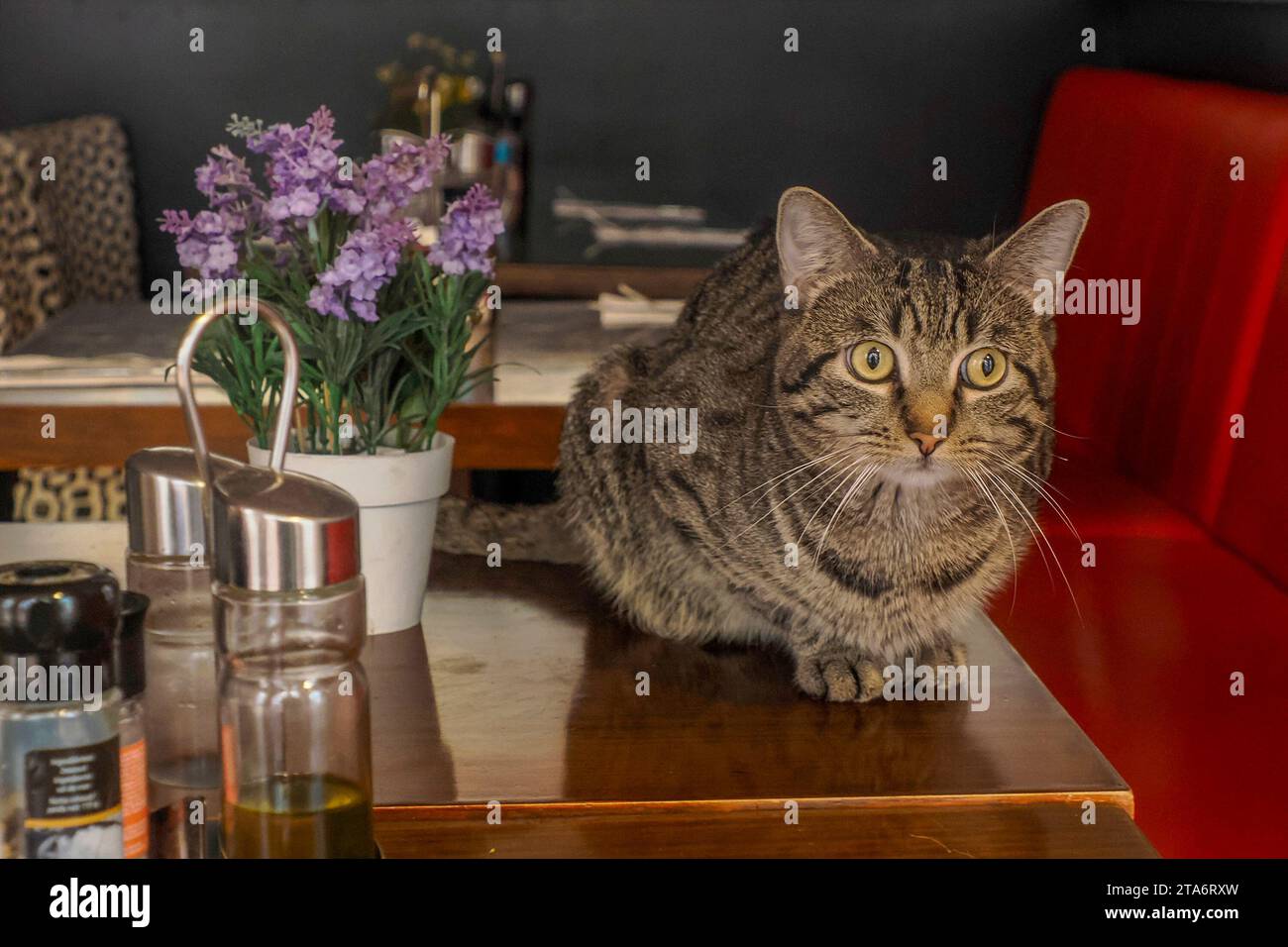 Cat in restaurant window hi-res stock photography and images - Alamy