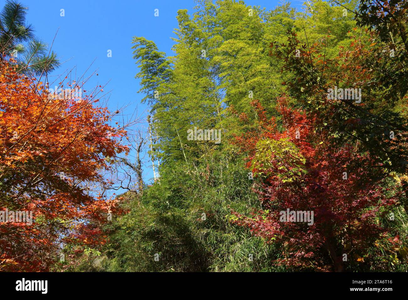 Autumn leaves and green bamboo trees in Japan. Red maple leaves in ...